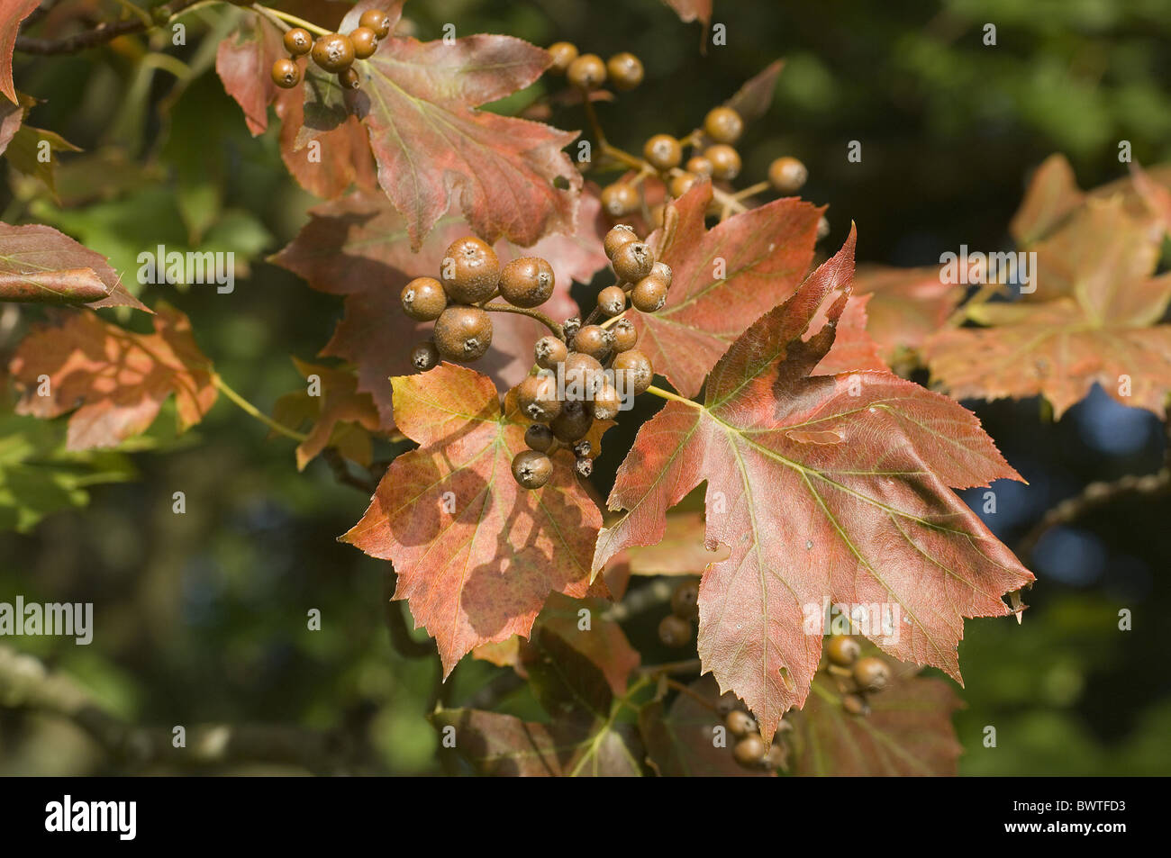 Wild service trees sorbus torminalis hi-res stock photography and ...