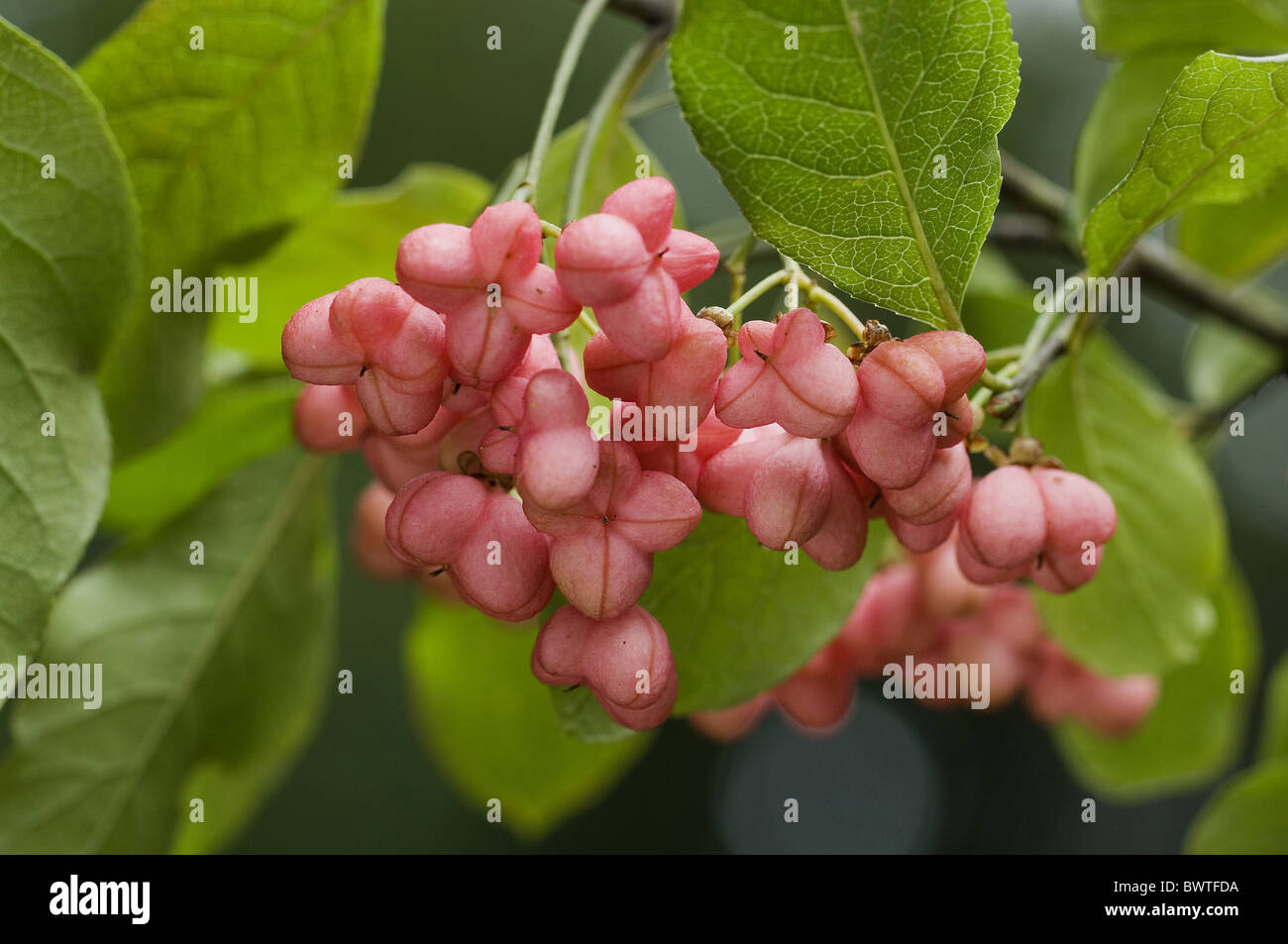 Common Spindles High Resolution Stock Photography and Images - Alamy