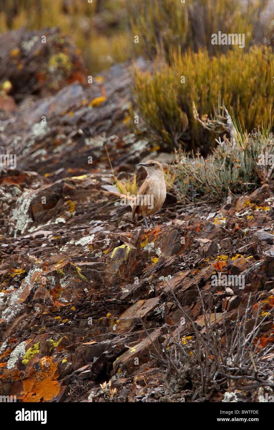 Rock earth creeper ochetorhynchus andaecola adult hi-res stock ...