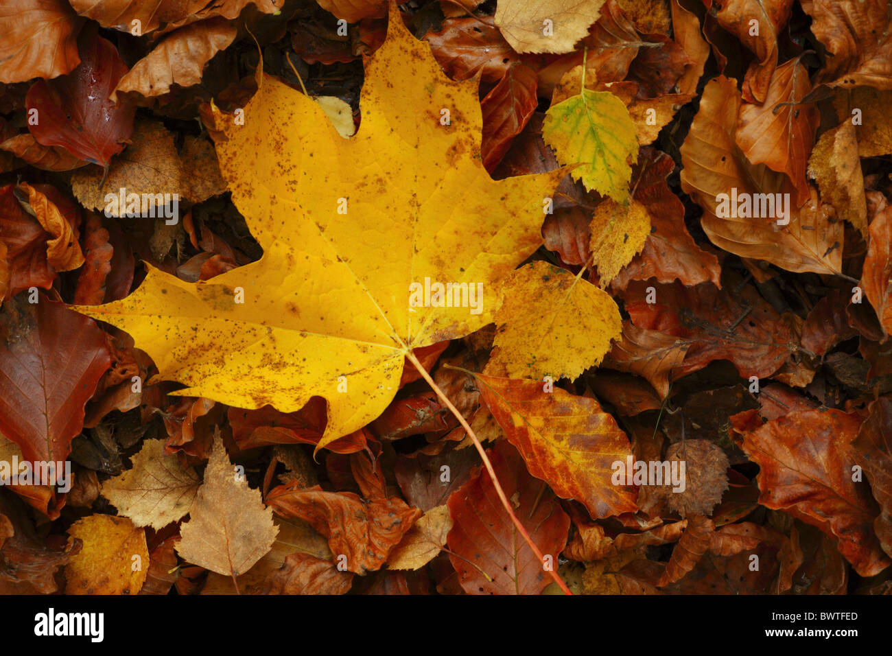 Acer pseudoplatanus sycamore maple nature natural wild wildlife europe ...