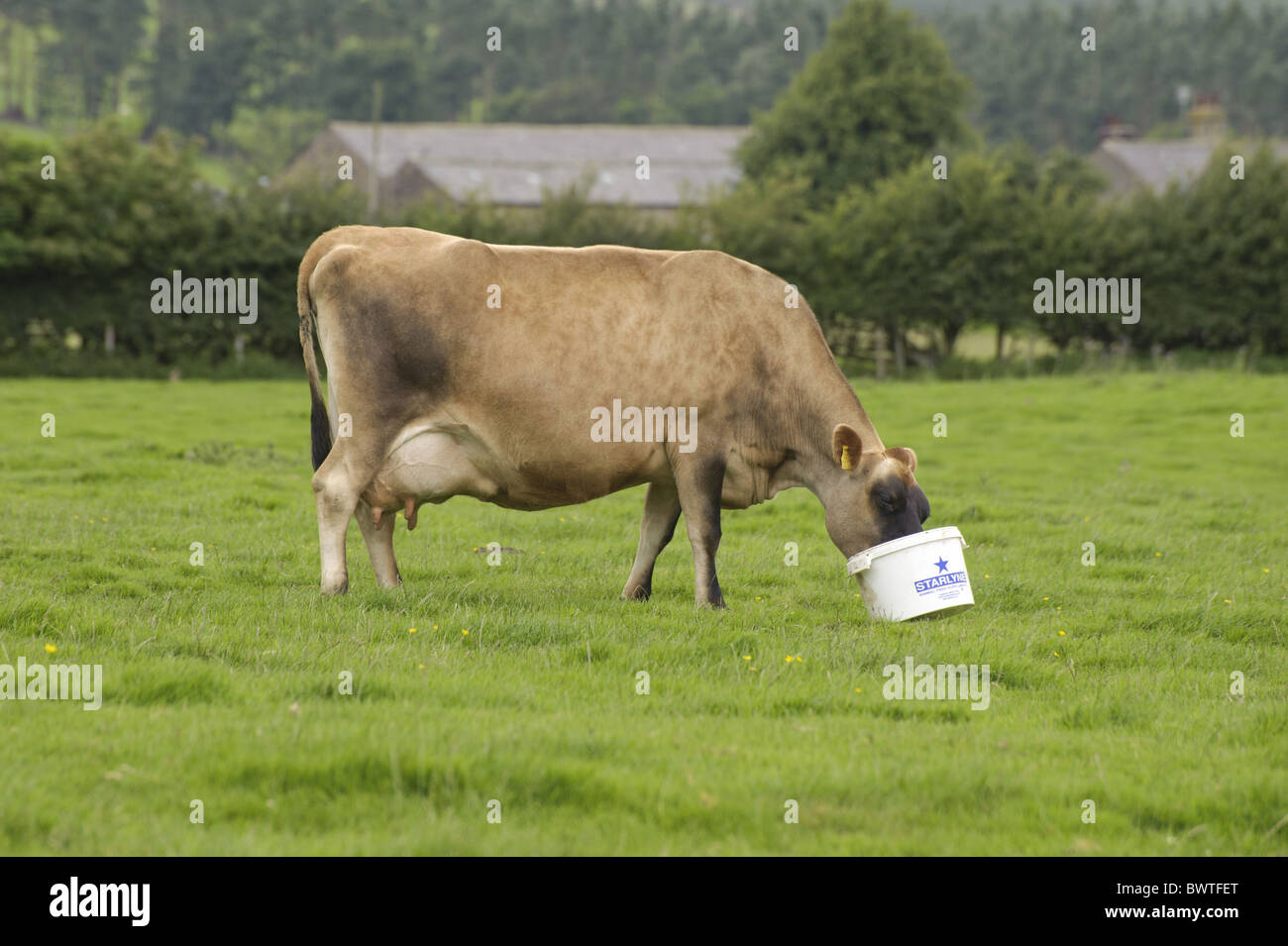 Channel Island Cattle Breed High Resolution Stock Photography and ...