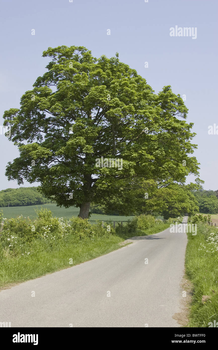 Tree Trees Lane Lanes Road Roads Acer Pseudoplatanus Blue sky ...
