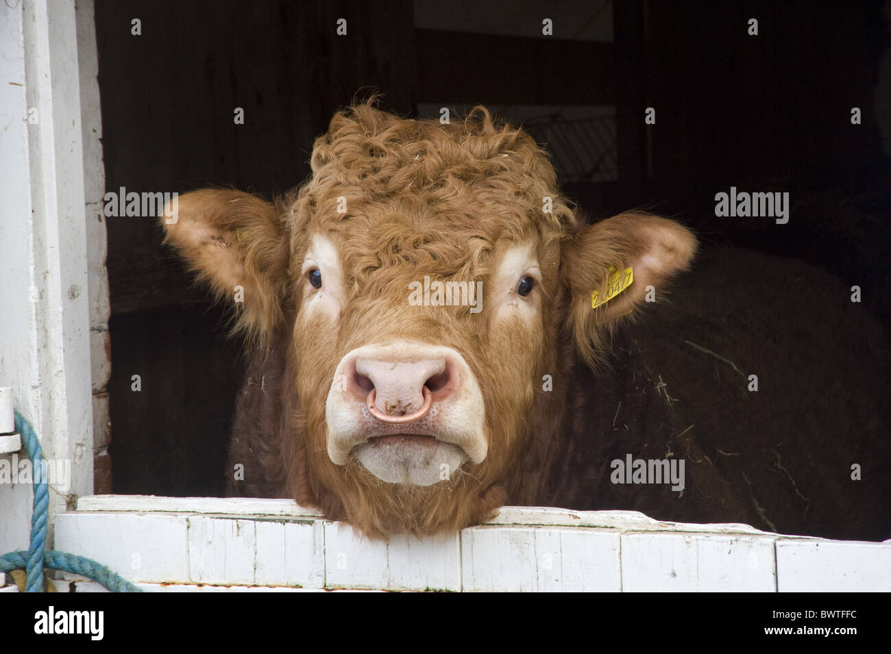 Limousin inside building beef cattle cow cows bovid bovidae domestic ...