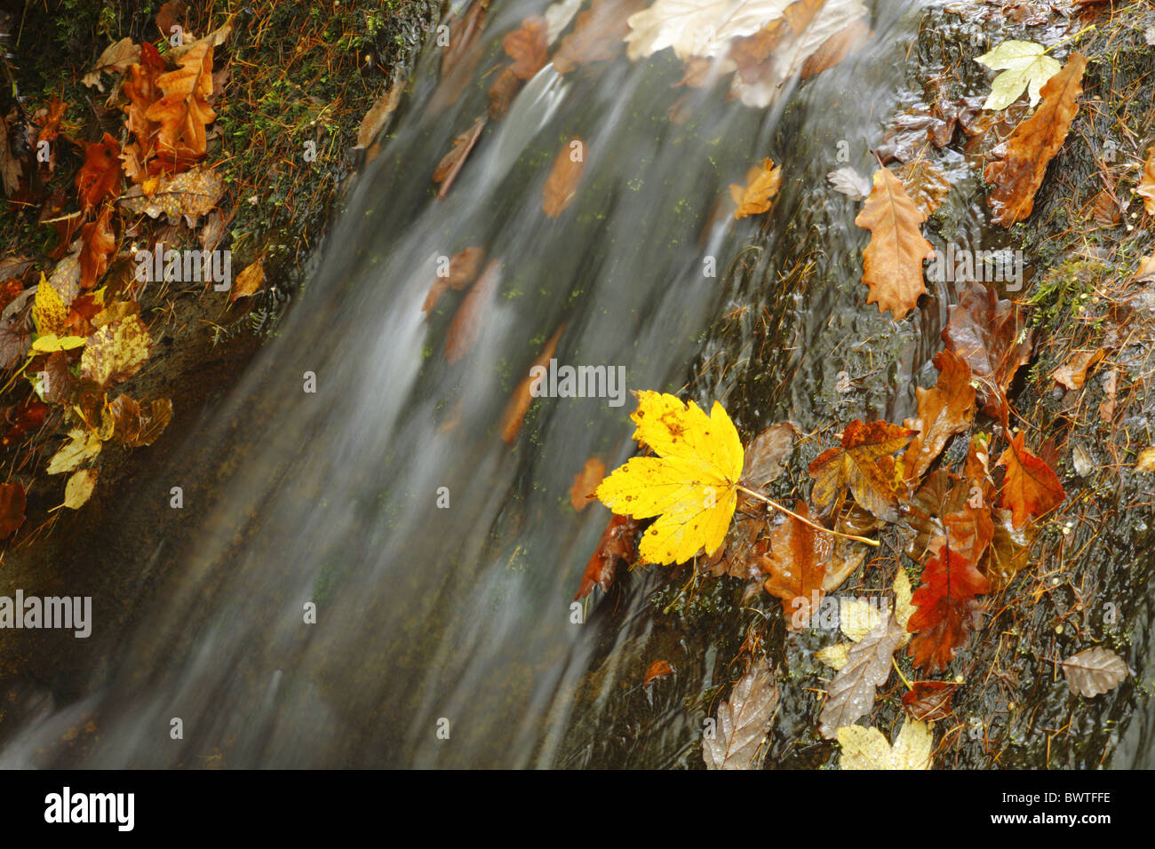 Acer pseudoplatanus sycamore maple nature natural wild wildlife europe ...