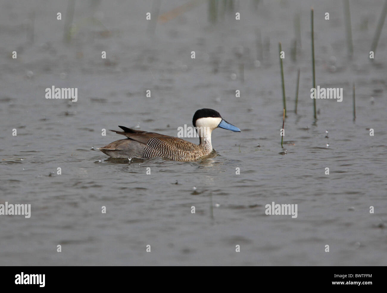 Puna teal anas puna hi-res stock photography and images - Alamy