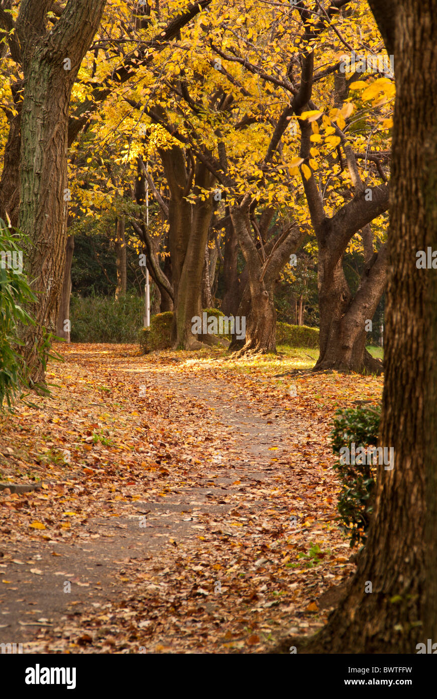 A path winding through trees with yellow autumn (fall) leaves Stock ...