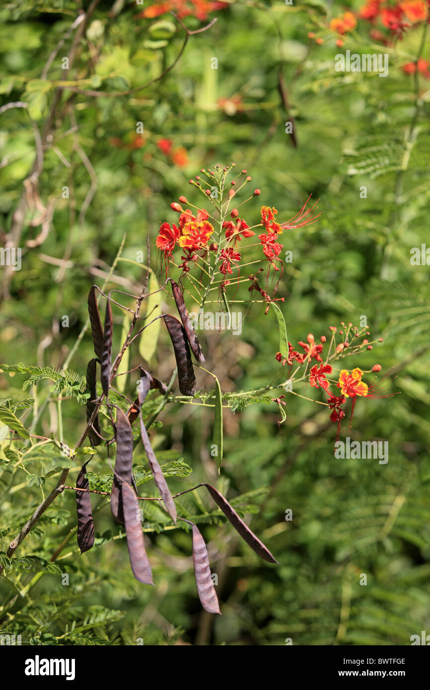 Bluete - bloom tree trees plant plants tamarind tamarinds tropics ...