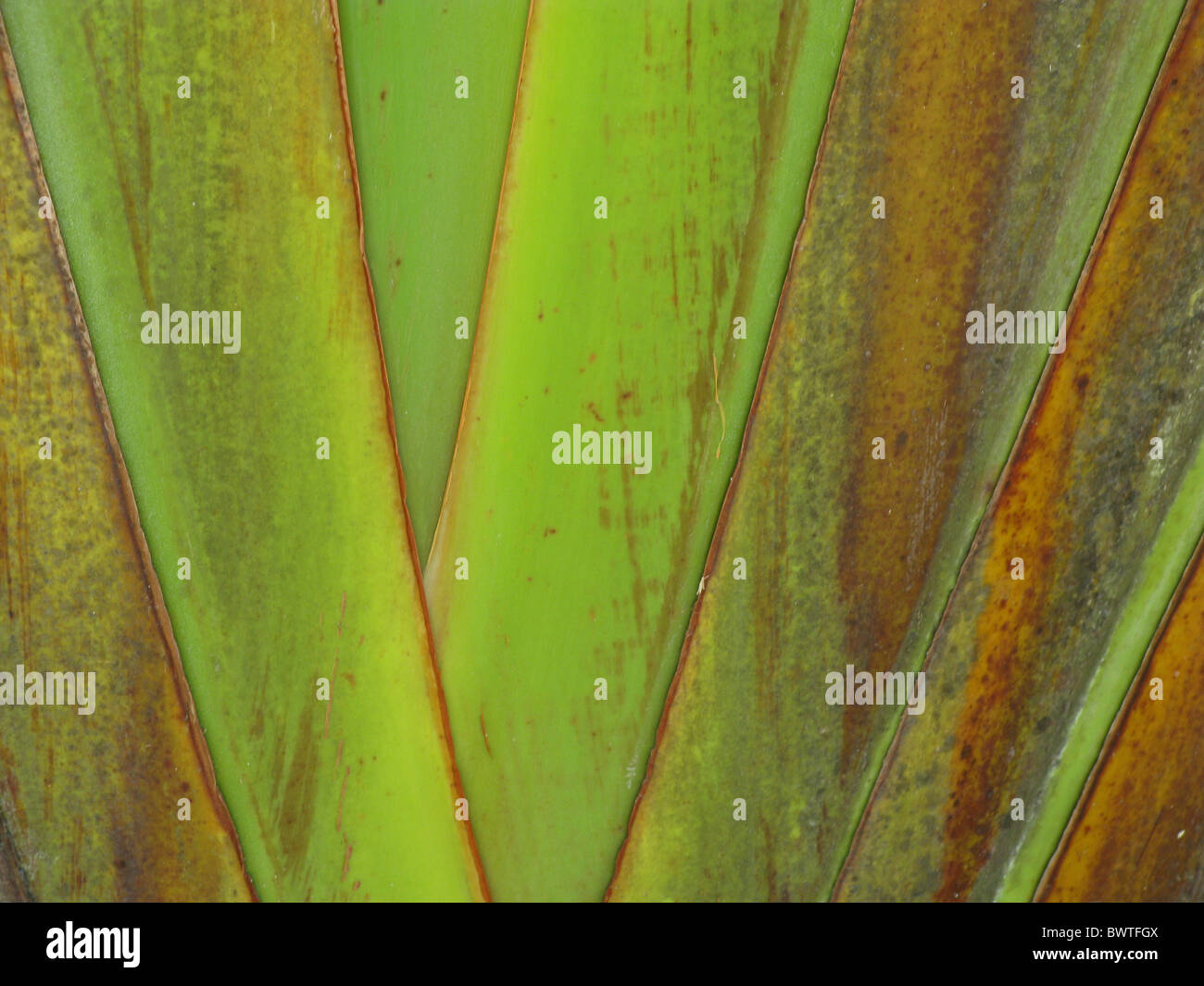 Tree trees plant hi-res stock photography and images - Alamy