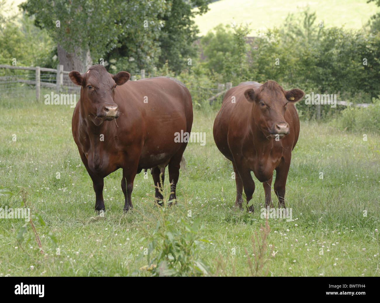 Cattle Sussex Sussex Cattle beef bull bulls calves cows cattle cow cows ...