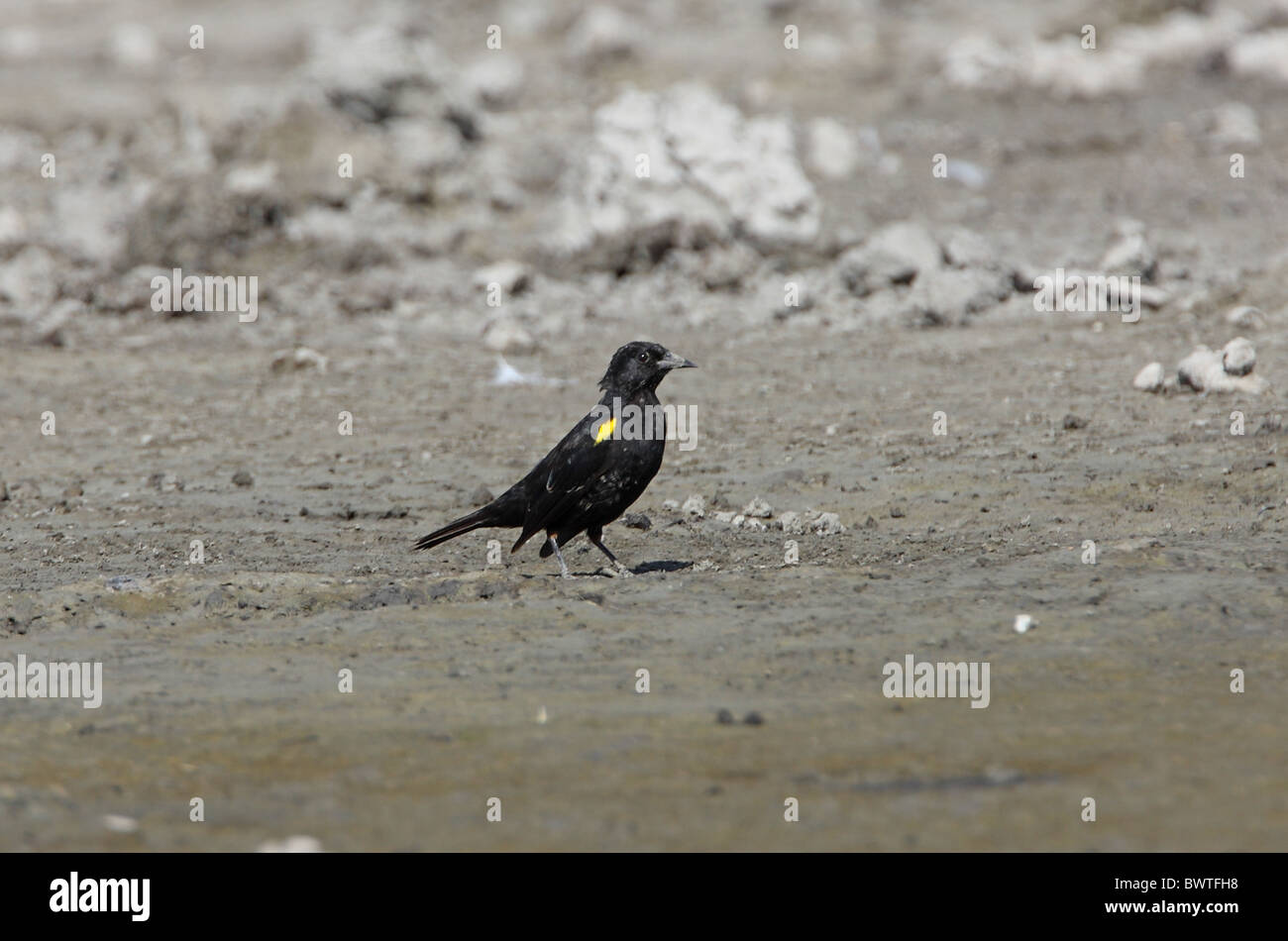 Yellow-winged Blackbird (Agelasticus thilius) adult male, standing on ...