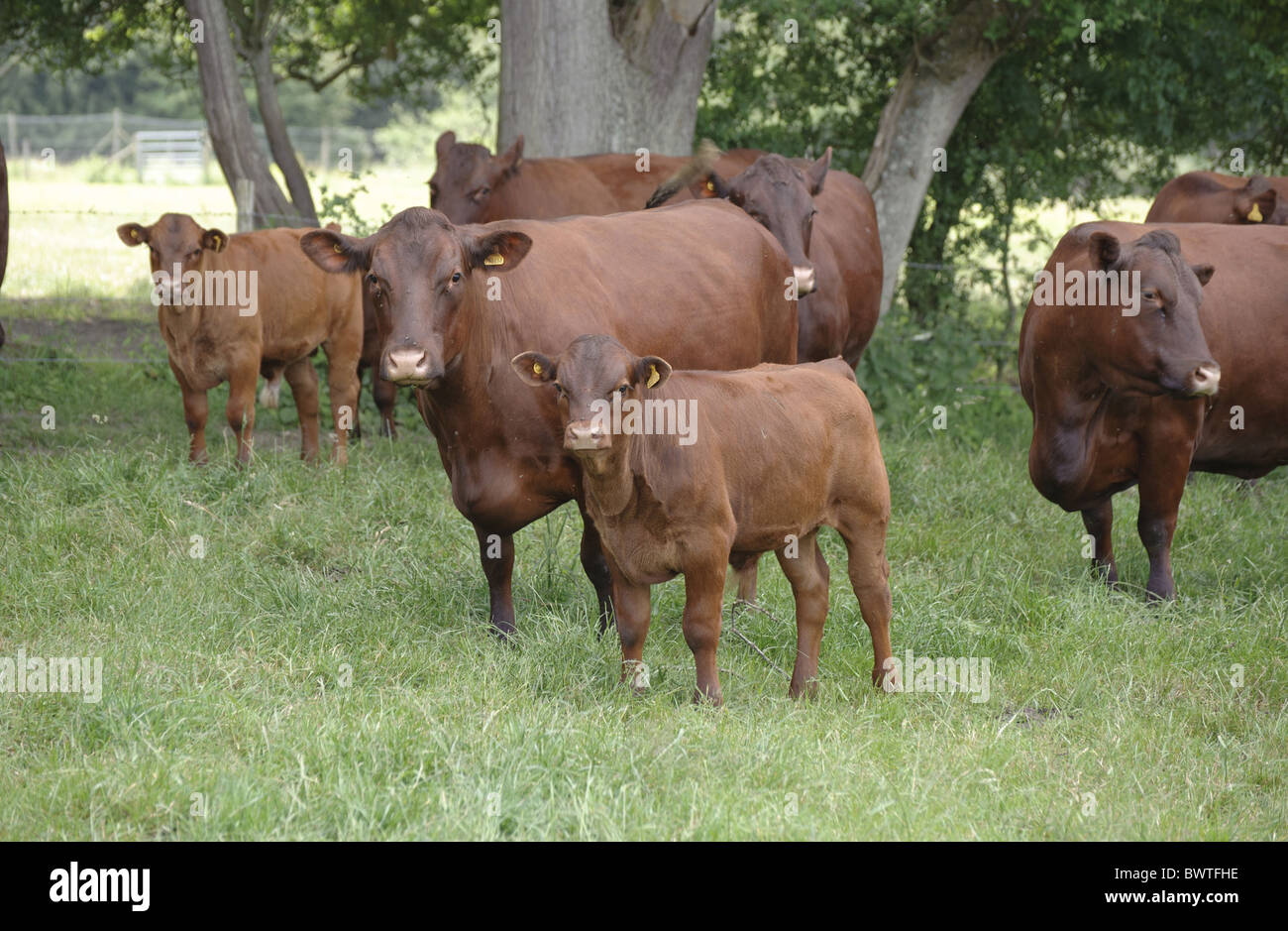 Cattle Sussex Sussex Cattle beef bull bulls calves cows cattle cow cows ...
