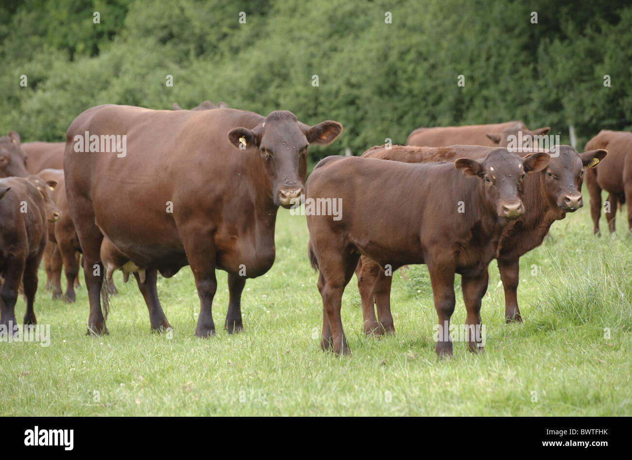 Cattle Sussex Sussex Cattle beef bull bulls calves cows cattle cow cows ...
