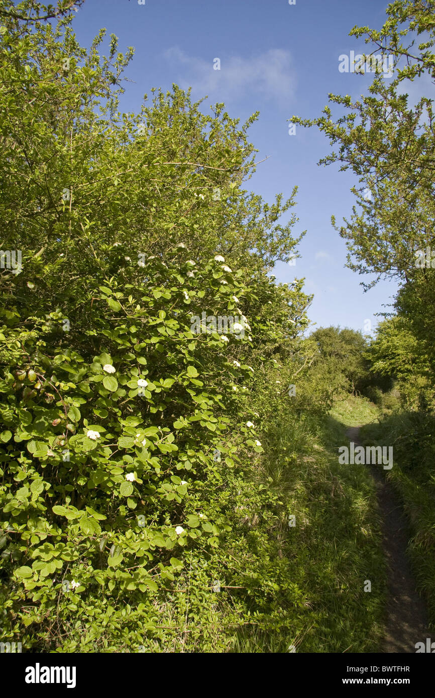 britain british england english habitat habitats plant plants habit ...