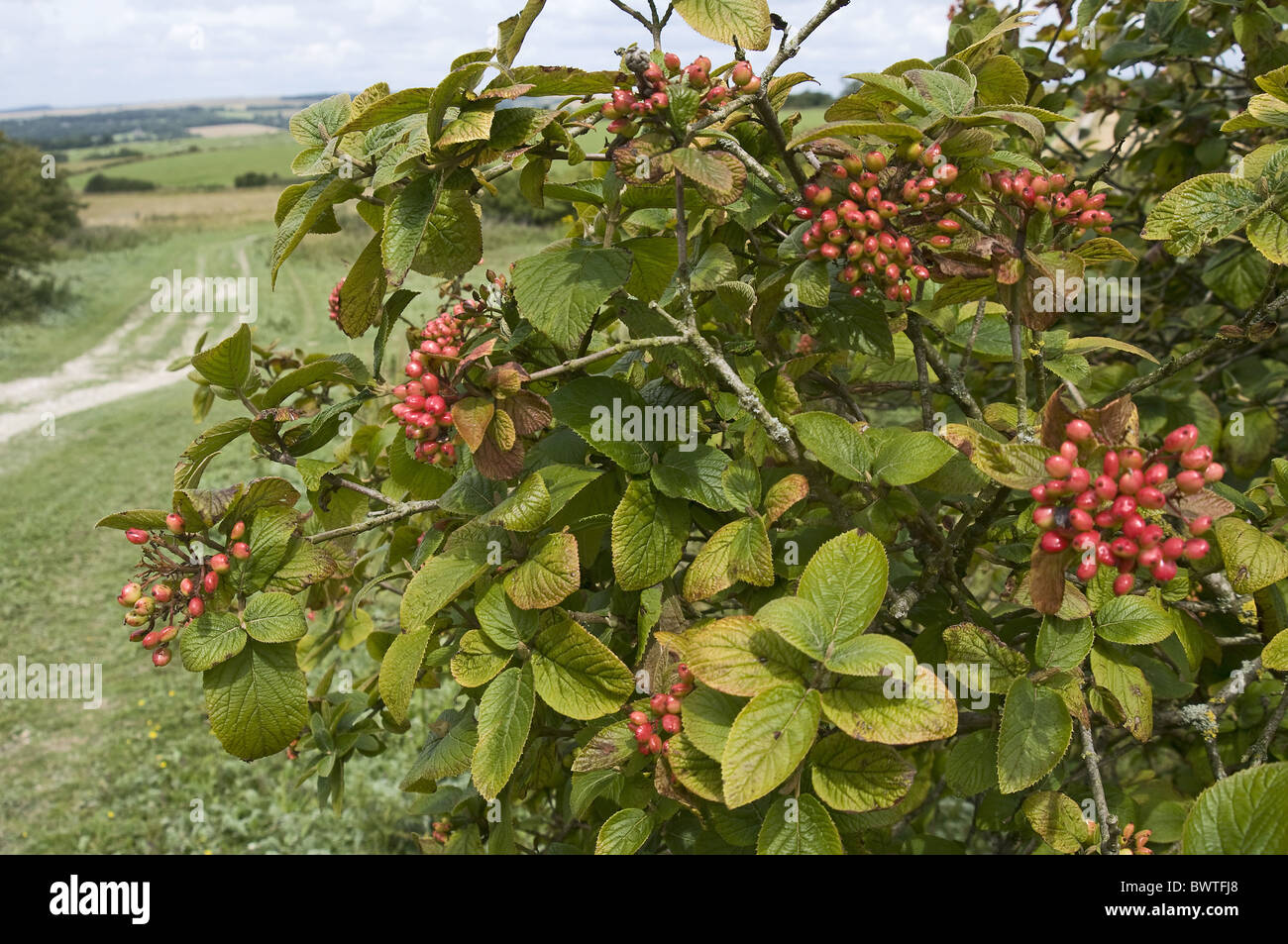 plant plants tree trees shrub shrubs viburnum viburnums "wayfaring tree ...
