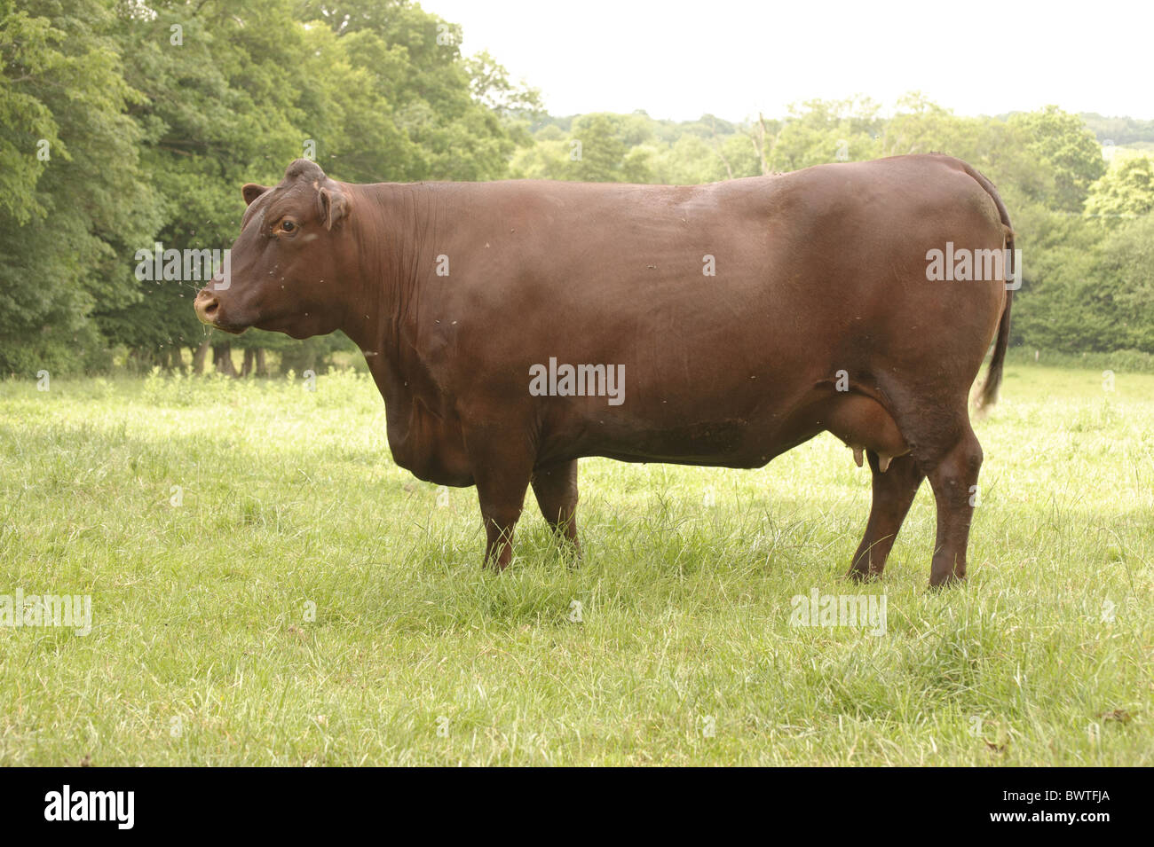 Cattle Sussex Sussex Cattle beef bull bulls calves cows cattle cow cows ...