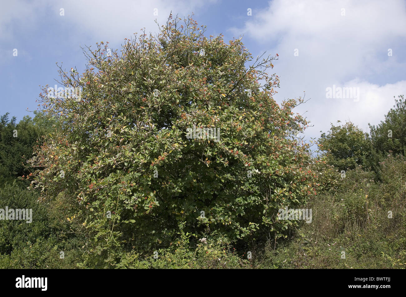 Common Whitebeam Sorbus aria habit with berries Stock Photo - Alamy