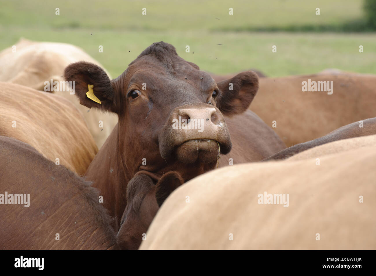 Cattle Sussex Sussex Cattle beef bull bulls calves cows cattle cow cows ...