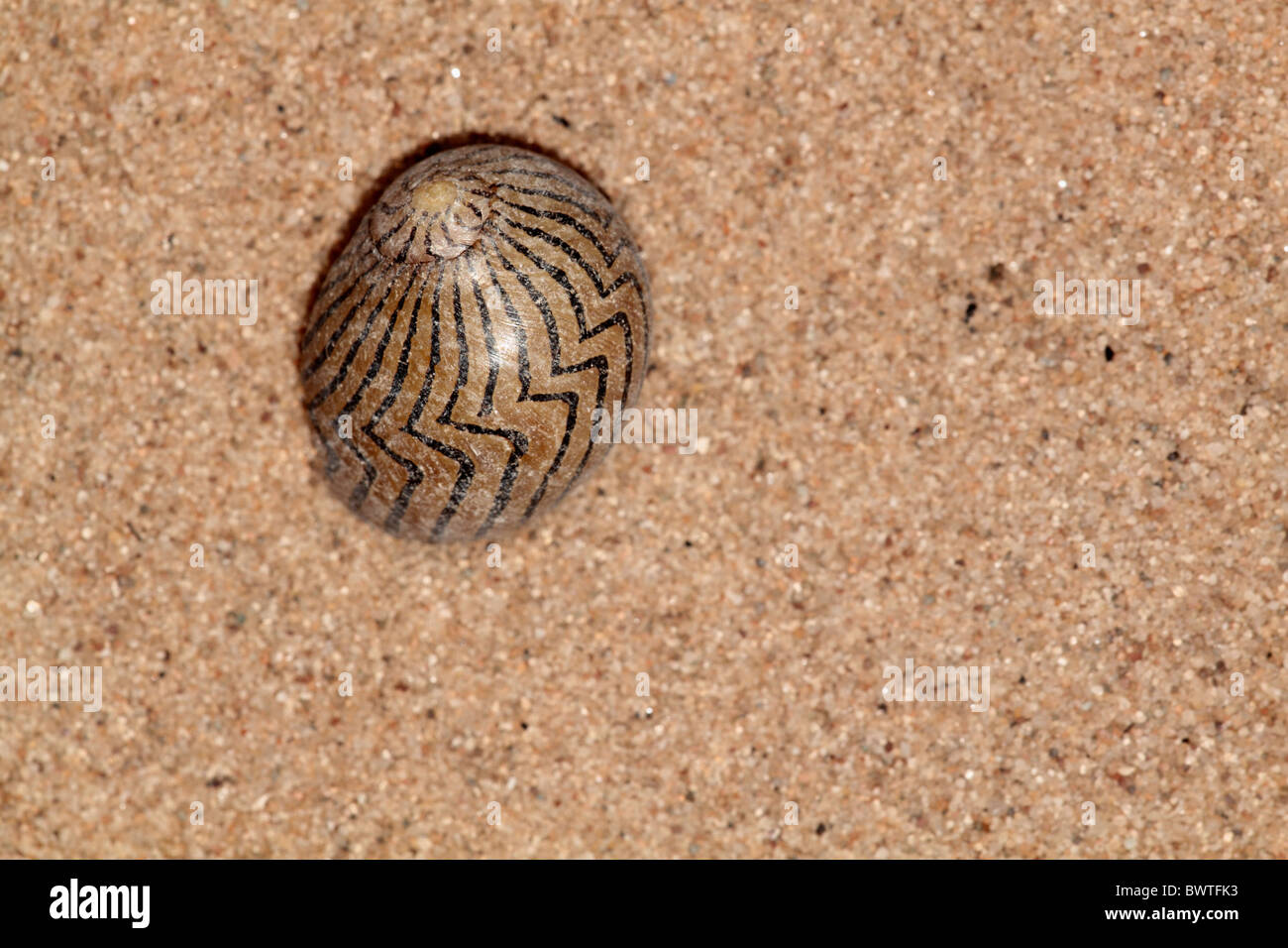 Patterned sea shell arranged on sand Stock Photo - Alamy