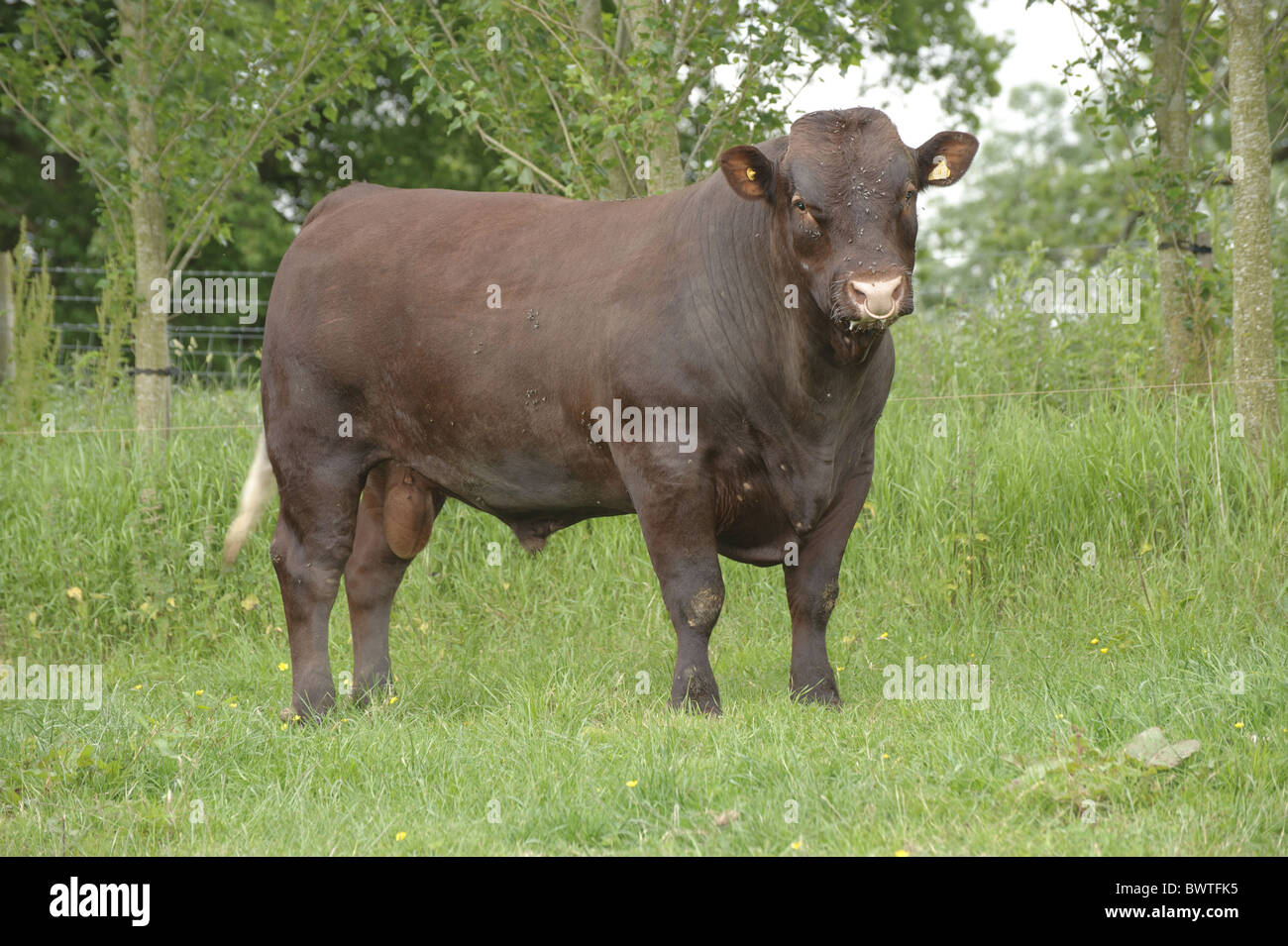 Cattle Sussex Sussex Cattle beef bull bulls calves cows cattle cow cows ...