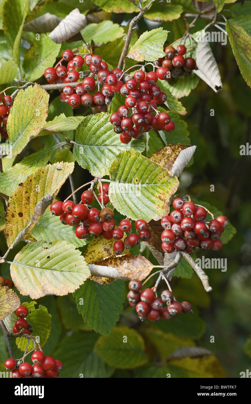 Common Whitebeam Sorbus aria close-up berries Stock Photo - Alamy