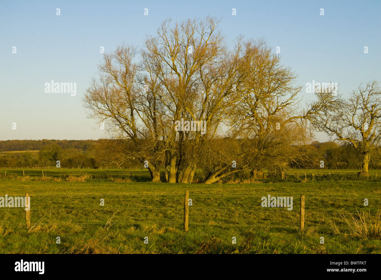 Ancient Autumn Autumnal Blue Sky Blue Branch Branches Britain British ...