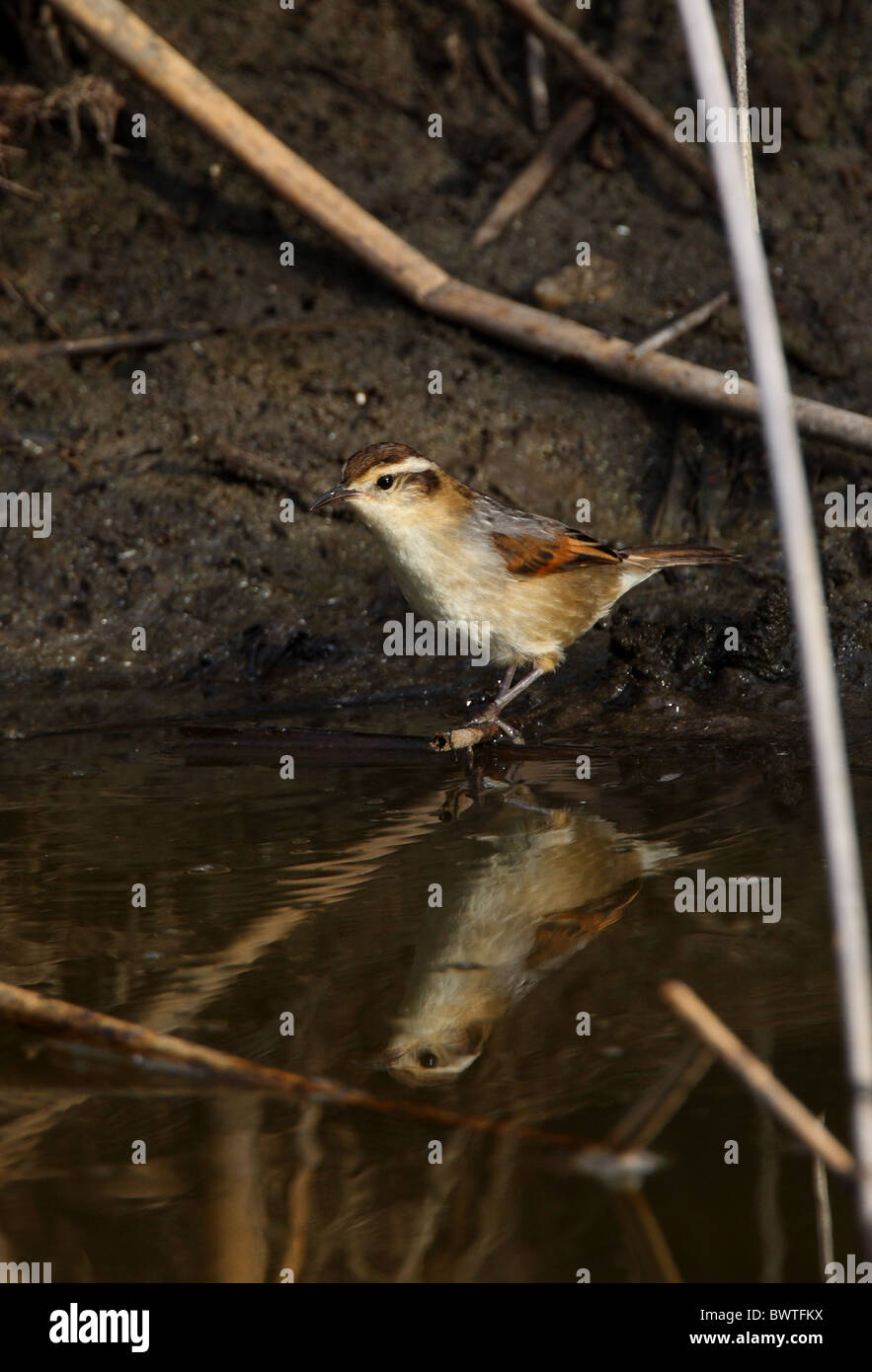 Wren-like Rushbird (Phleocryptes melanops) adult, standing on broken ...