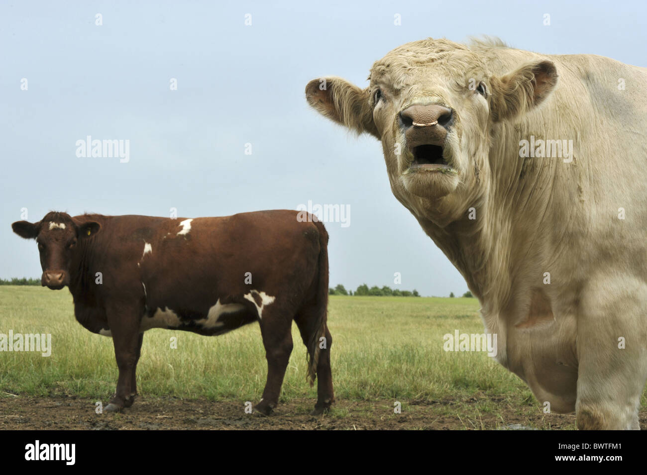 Cow Bull Beef Shorthorn Beef Cattle Calf Cattle Cow Cows Bovid Bovidae Domestic Domesticated