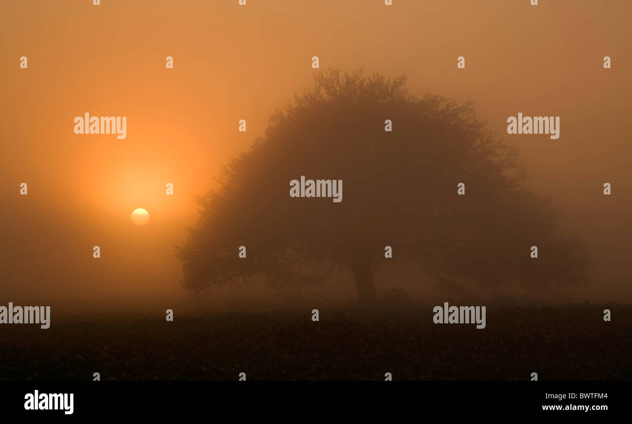 Strong oak tree low hi-res stock photography and images - Alamy