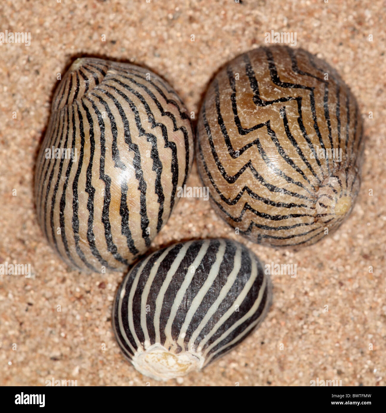 Patterned shells hi-res stock photography and images - Alamy