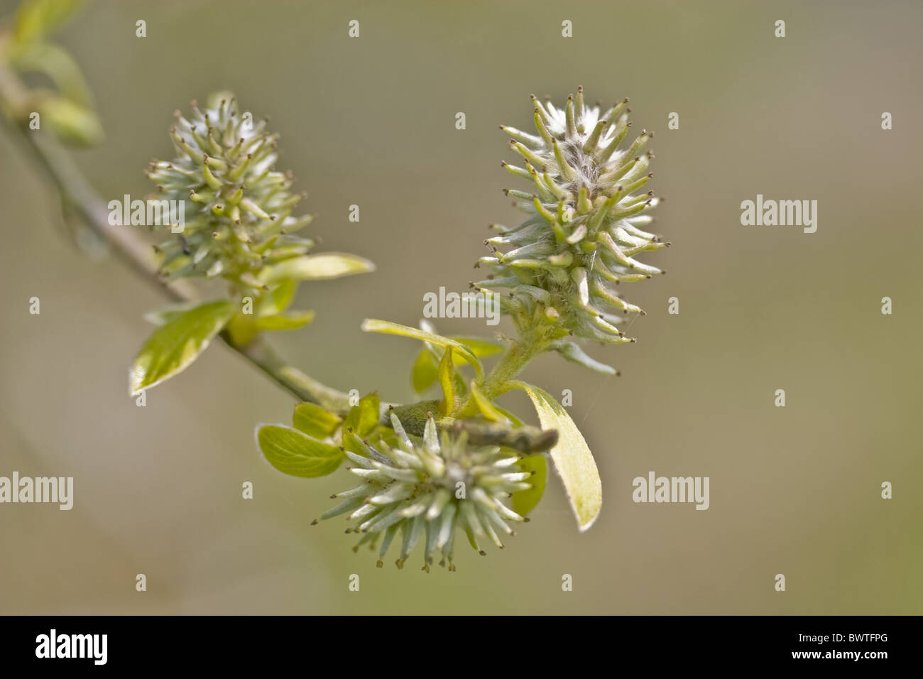 Grey Willow Salix Cinerea Close Closeup Close up Macro Deciduous Europe ...