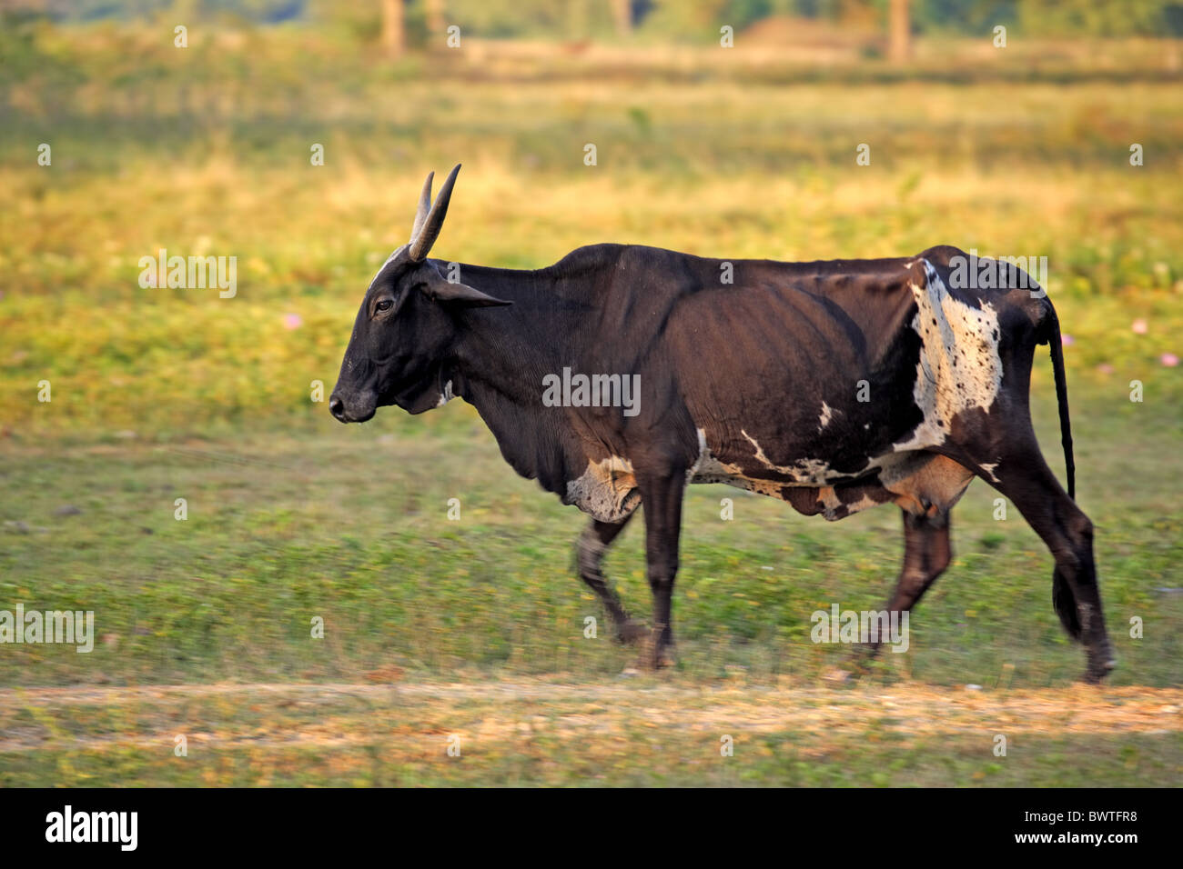 cattle cow cows bovid bovidae domestic domesticated farm farms farming hoofed herbivore ...