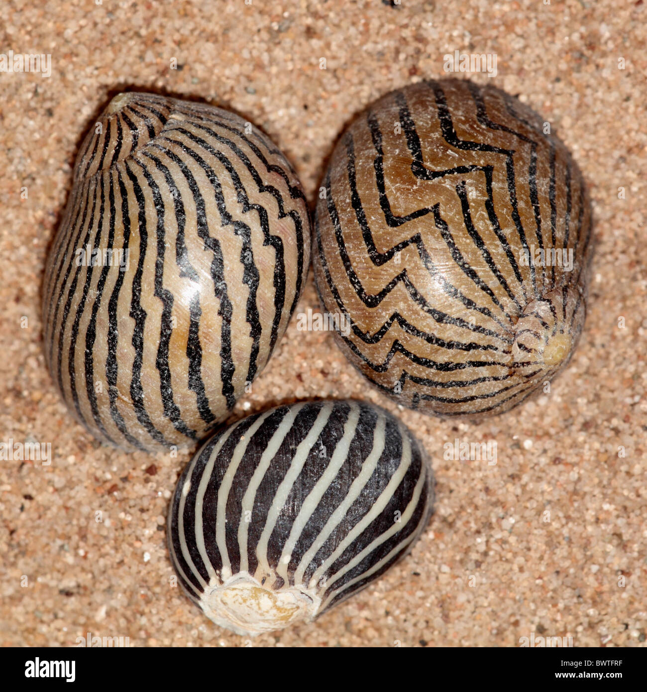 Three spiral seashells hi-res stock photography and images - Alamy