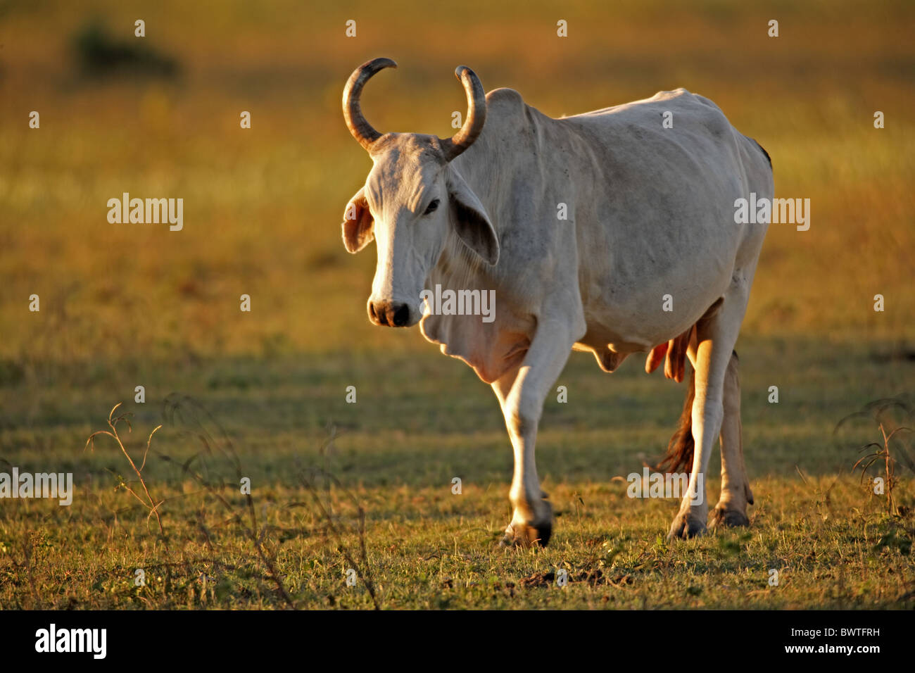 cattle cow cows bovid bovidae domestic domesticated farm farms farming hoofed herbivore ...