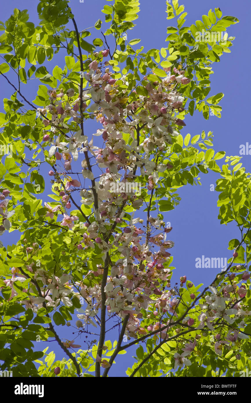 Palawan Cherry Tree Trees Pink Flower Flowering Flowers Cassia x ...