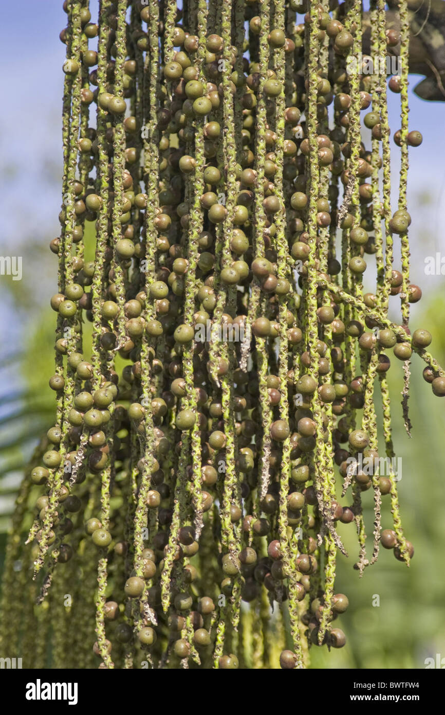 Fishtail Palm Caryotas sp Close up Closeup Fruit Fruits Green Seed ...