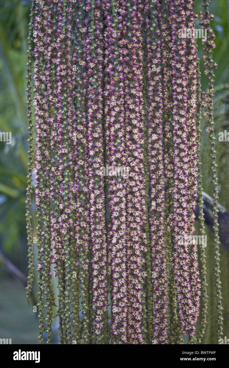 Hanging fishtail hi-res stock photography and images - Alamy