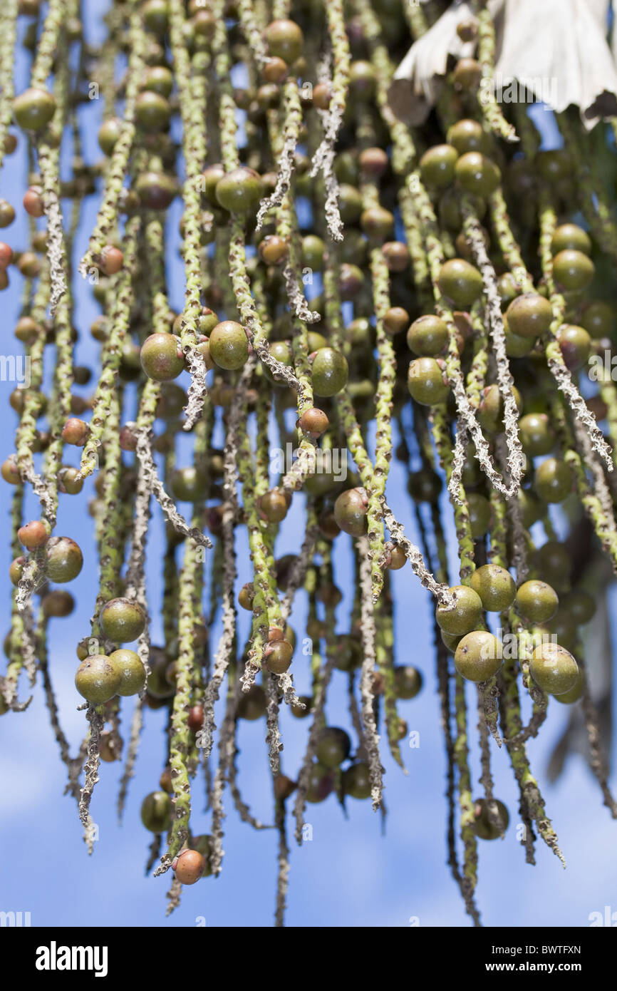 Caryota sp hi-res stock photography and images - Alamy