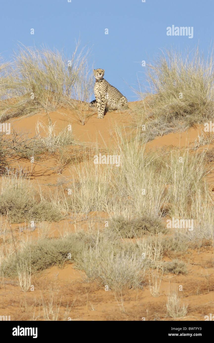 cheetah cheetahs cat cats felid felids felidae africa african mammal ...