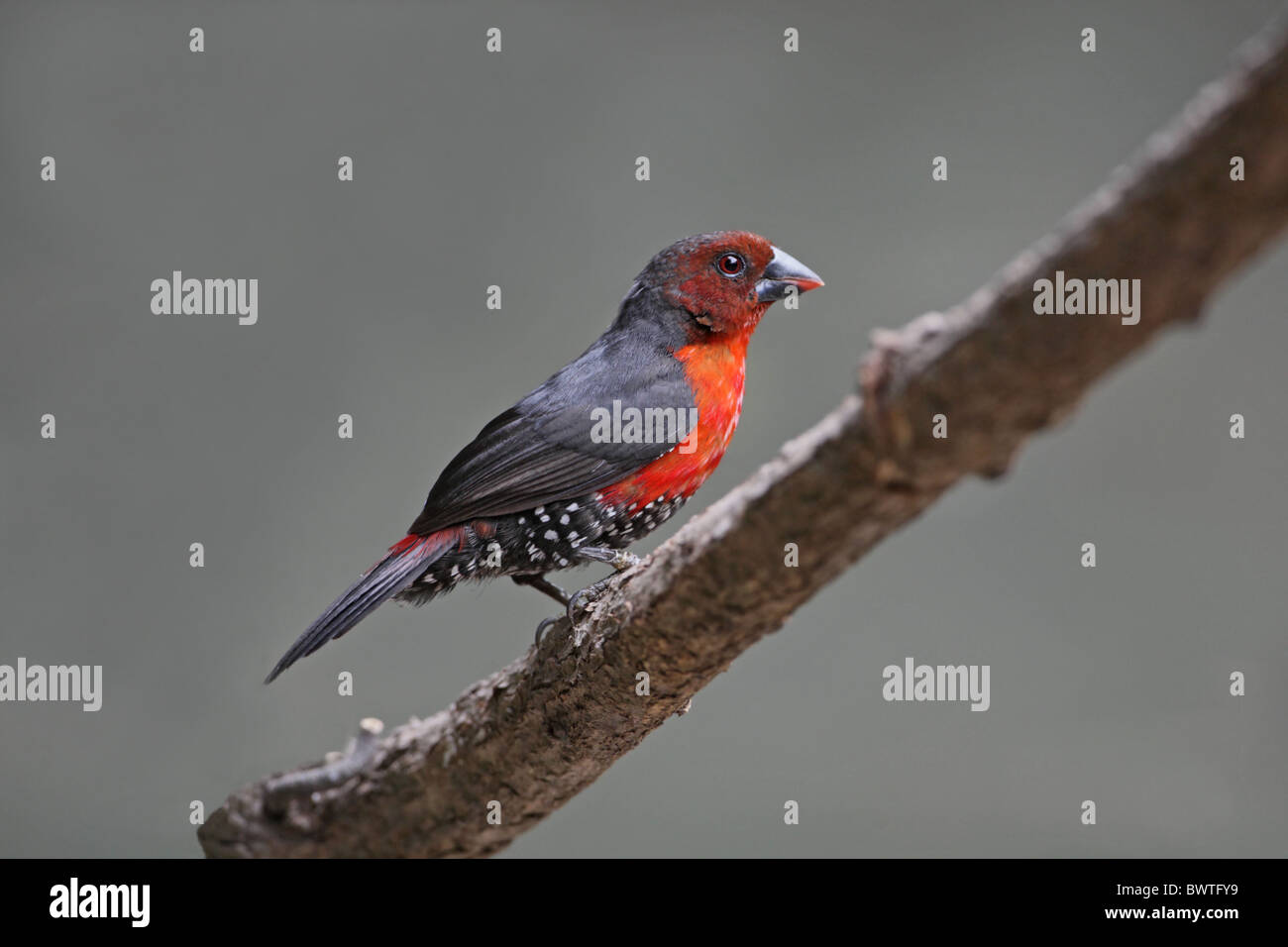 Western bluebill spermophaga haematina adult female hi-res stock ...