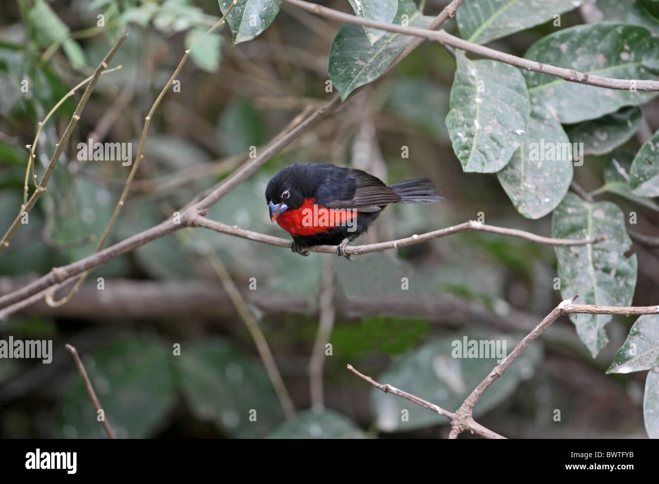 Spermophaga haematina hi-res stock photography and images - Alamy