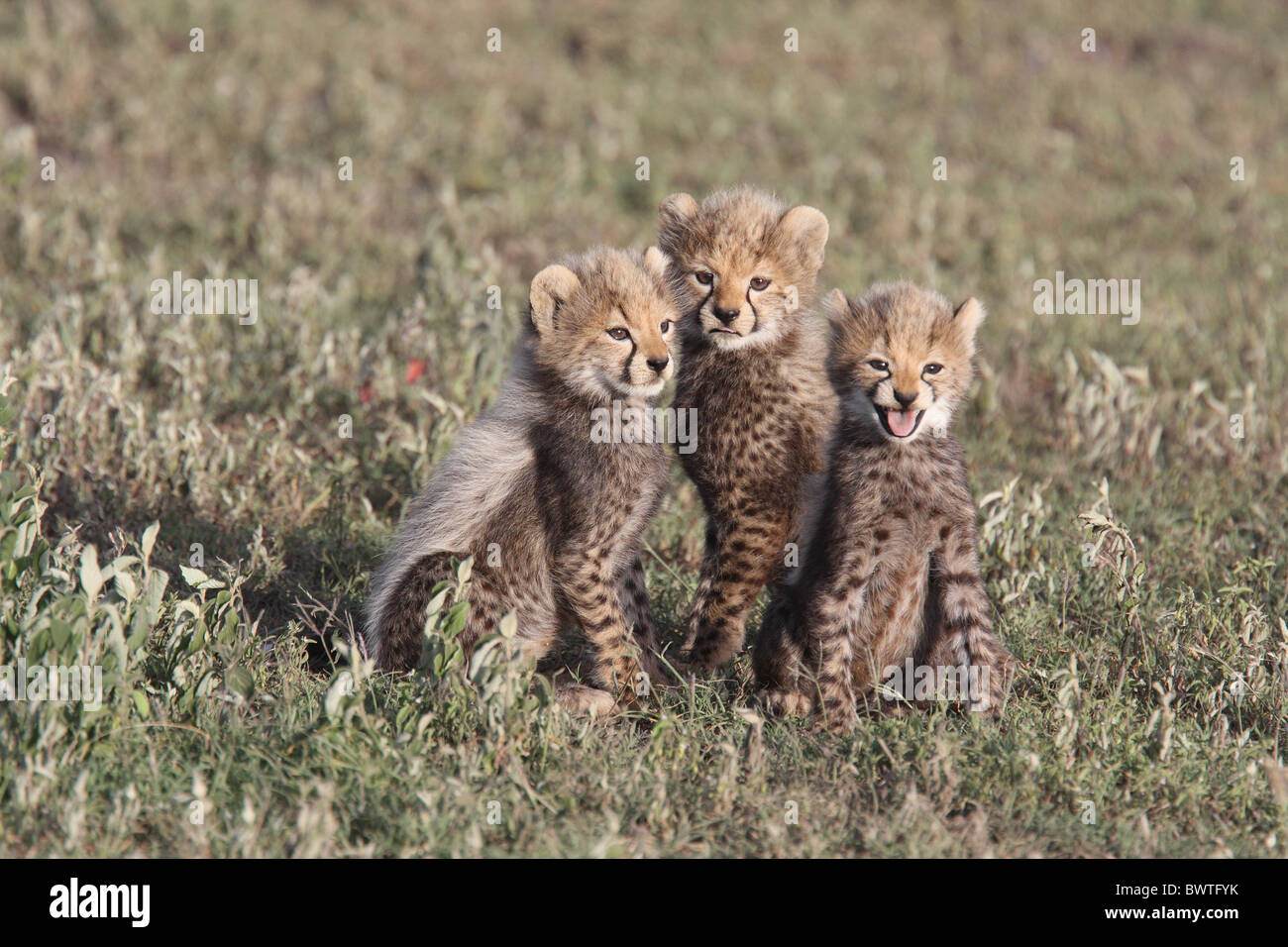 Cheetah Cubs Cheetah Cubs Predator Hunter Speed Fast Fastest Big Cat ...