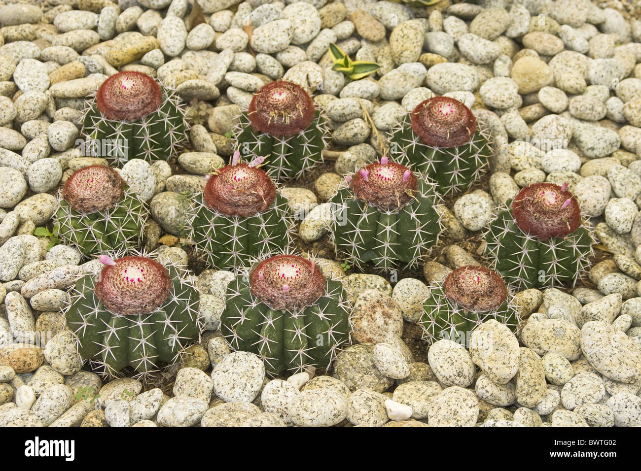 Turk's Cap Cactus Melocactus azureus Cactaceae Ornamental Garden ...