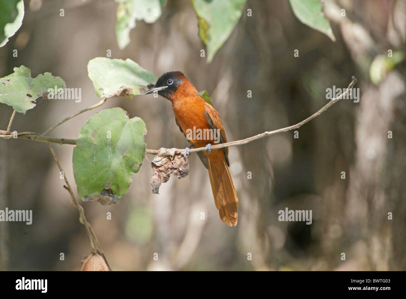 Terpsiphone rufiventer hi-res stock photography and images - Alamy