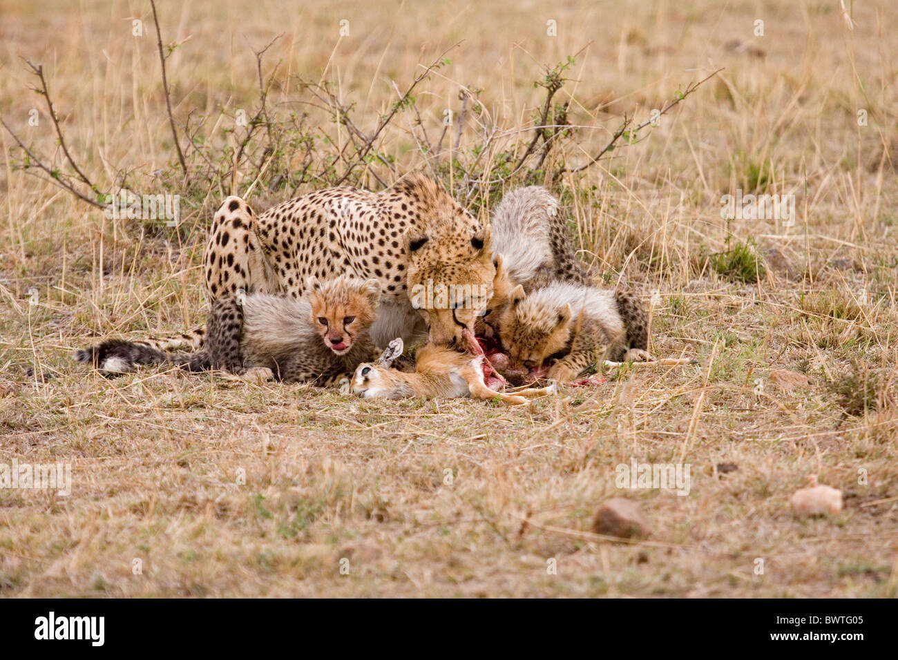 Thompson's gazelle fawn hi-res stock photography and images - Alamy