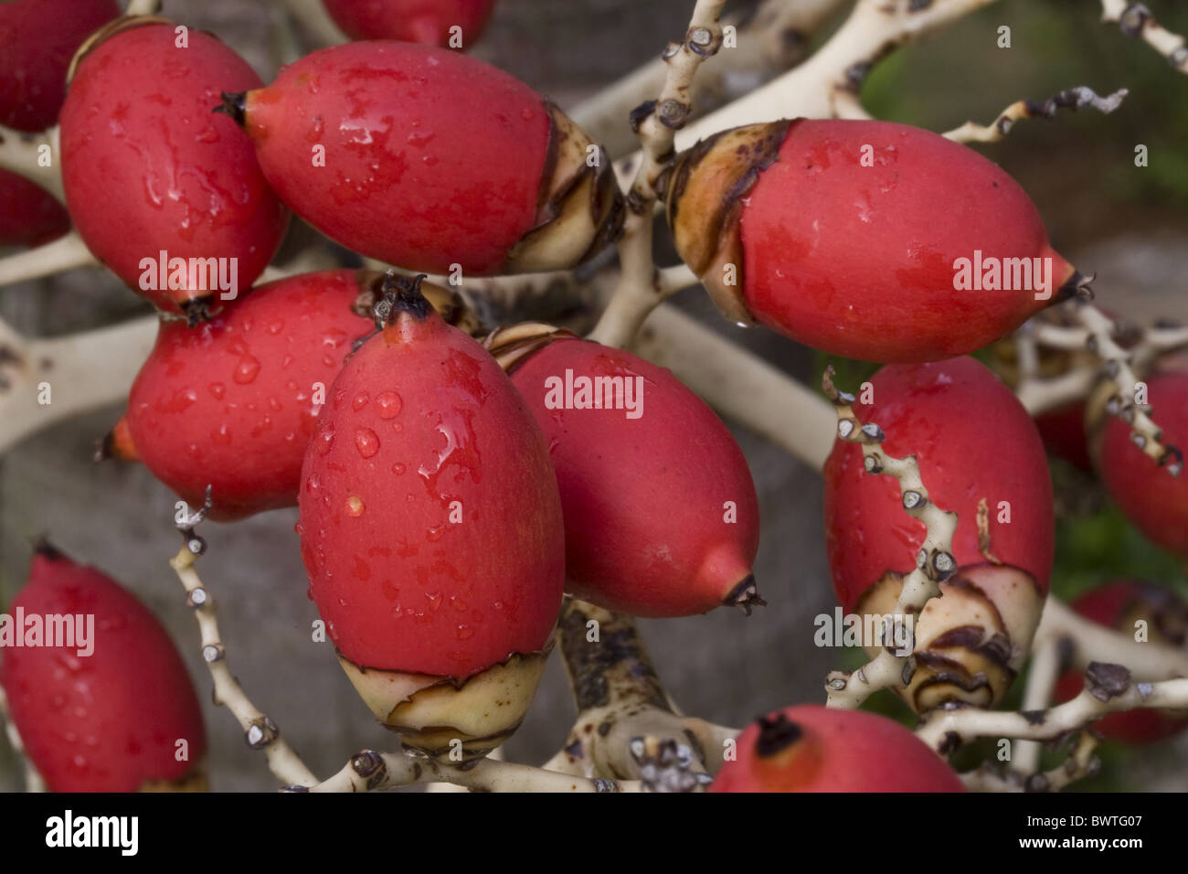 Veitchia palm High Resolution Stock Photography and Images - Alamy