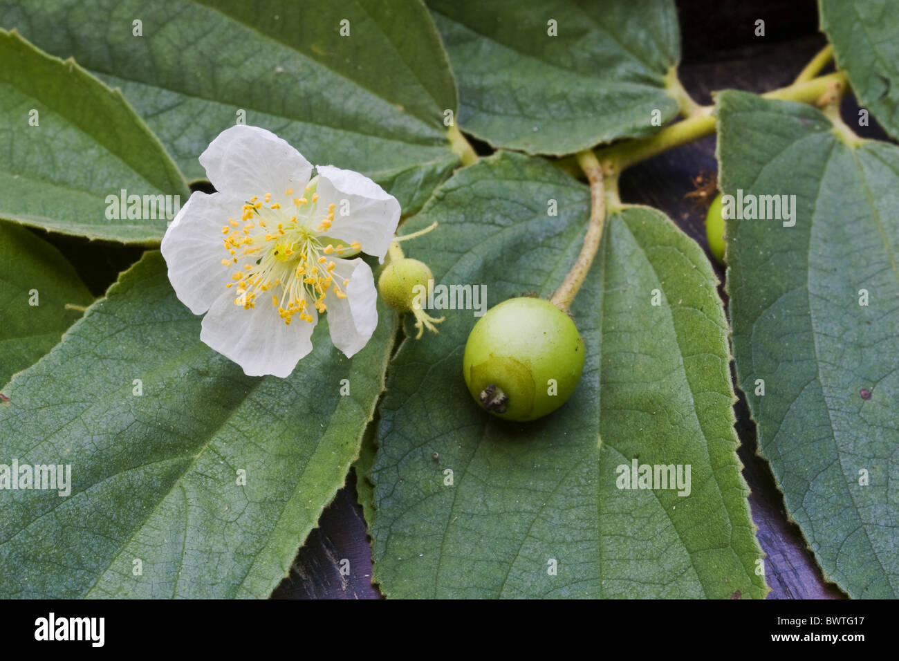 Muntingia calabura Muntingia Mexico Caribbean Central America South ...