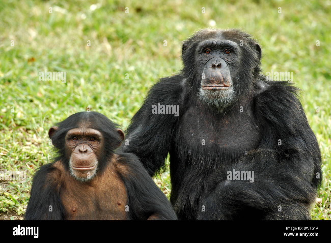 Jungtier - young Mutter mit Baby - mother with baby Portrait - close up ...