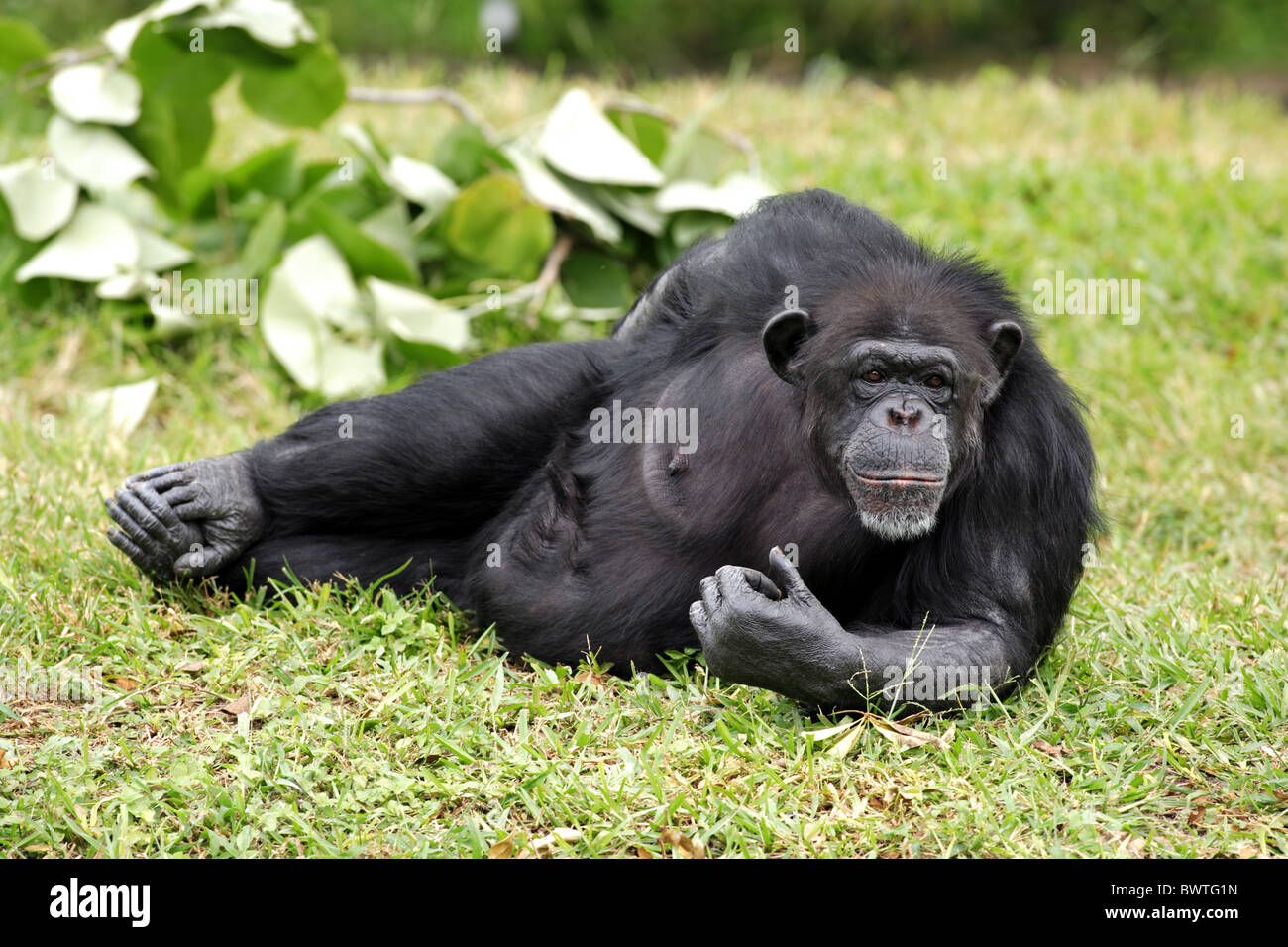 weiblich - female chimpanzee chimpanzees chimp chimps ape apes primate ...