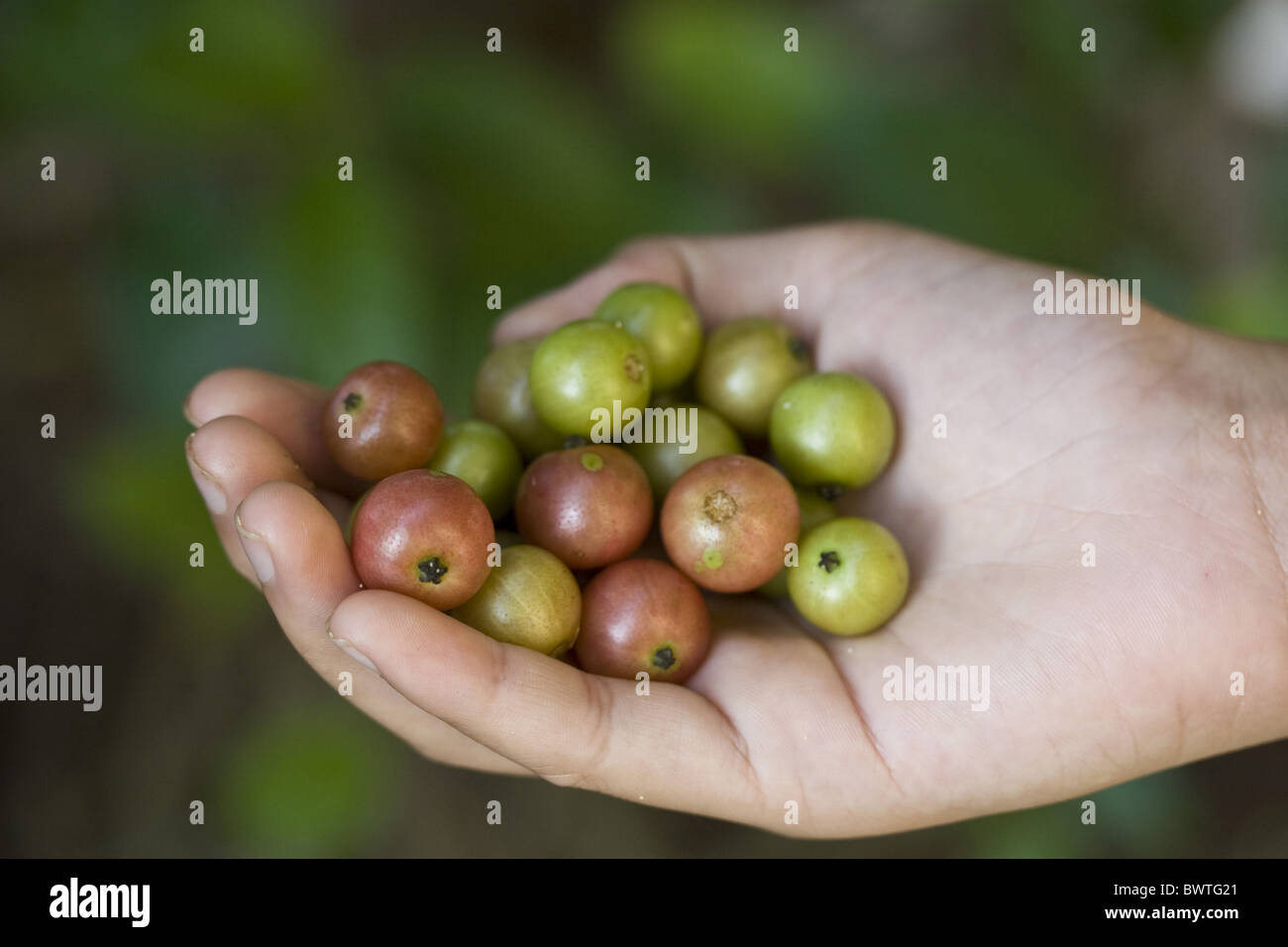 Muntingia calabura Muntingia Mexico Caribbean Central America South ...