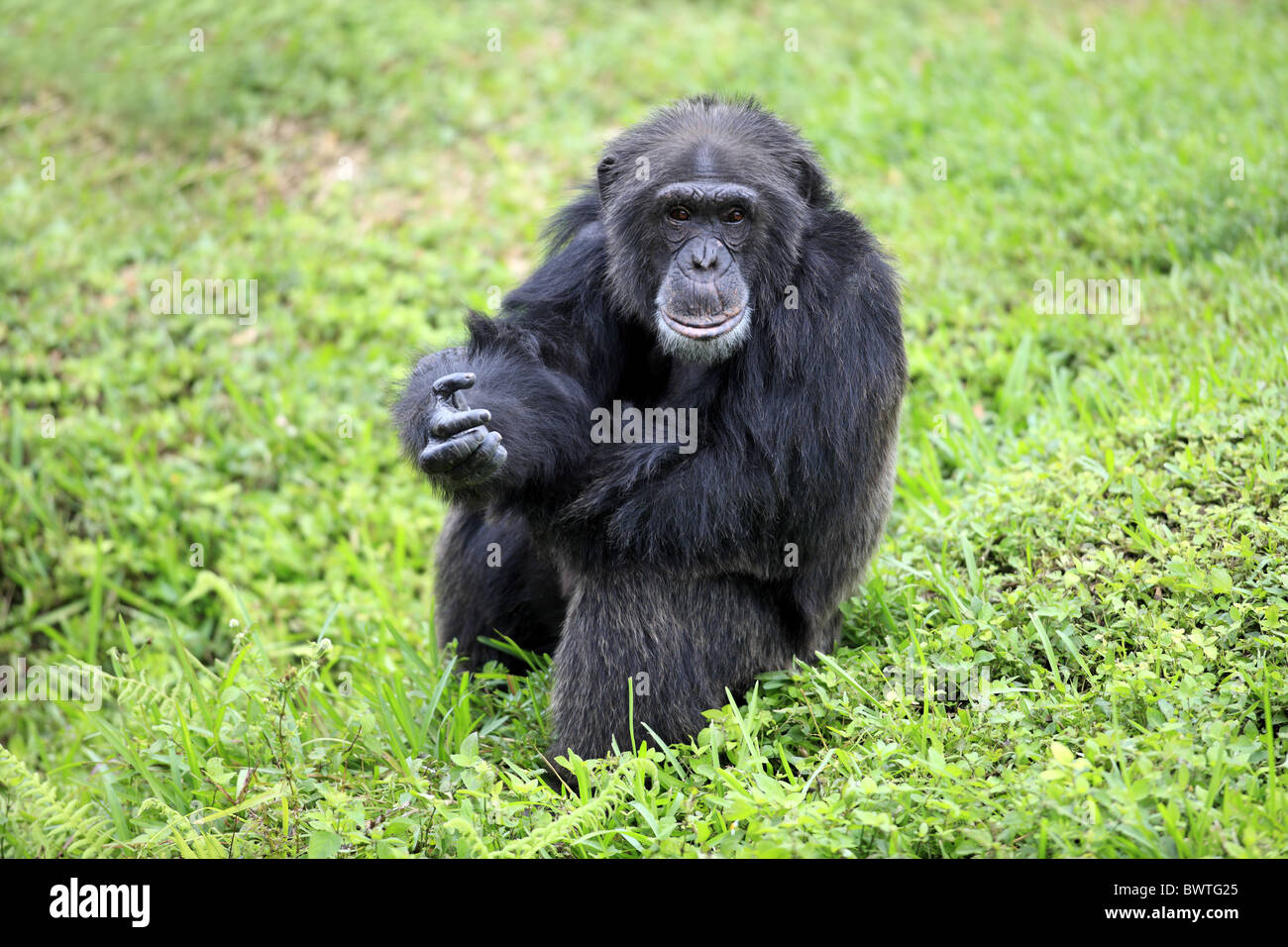 maennlich - male bettelt - begging chimpanzee chimpanzees chimp chimps ...